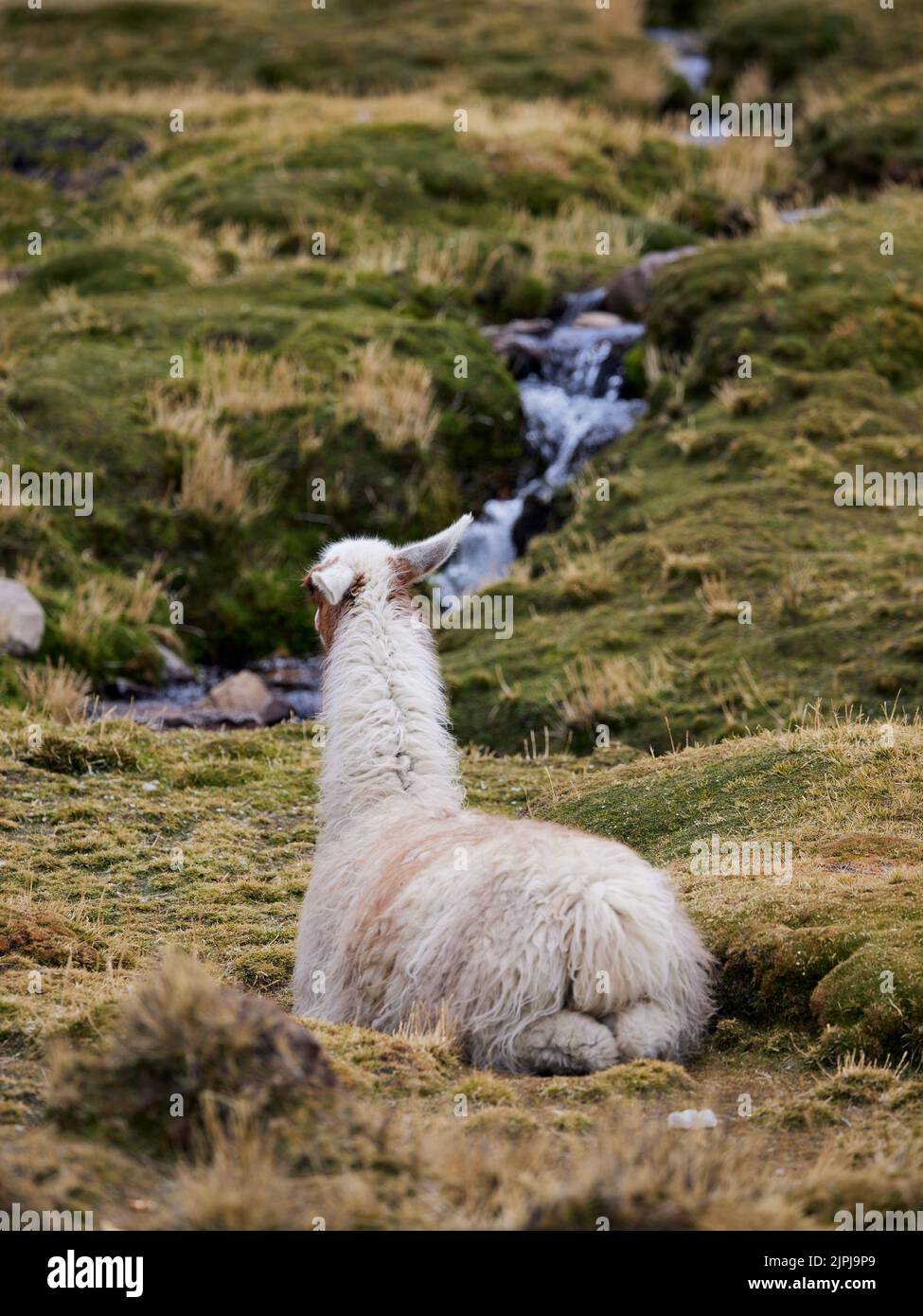A back view of a beautiful Llama resting on dry grass in a field with ...