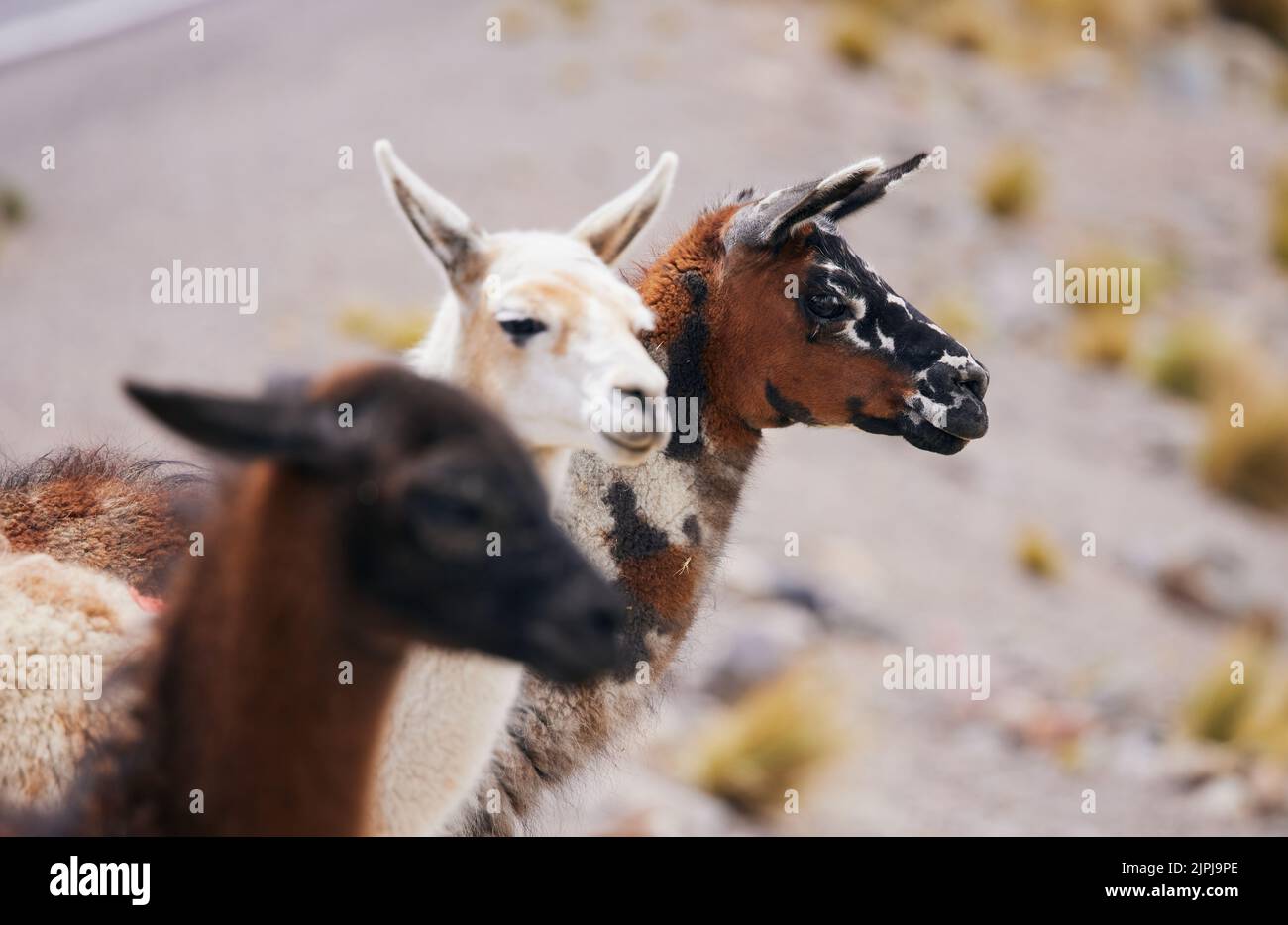 Llamas zoo hi-res stock photography and images - Alamy
