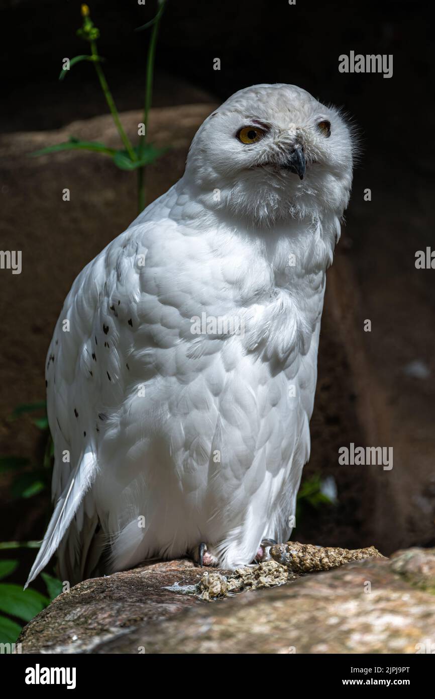 Perching Snowy Owl (Nyctea scandiaca Stock Photo - Alamy