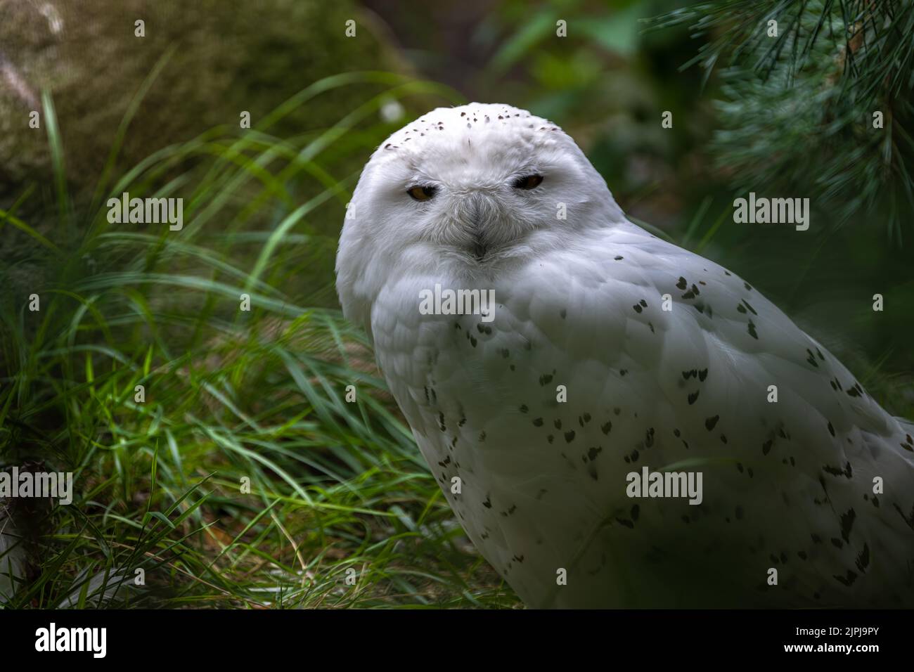 Canada snow ghost hi-res stock photography and images - Alamy