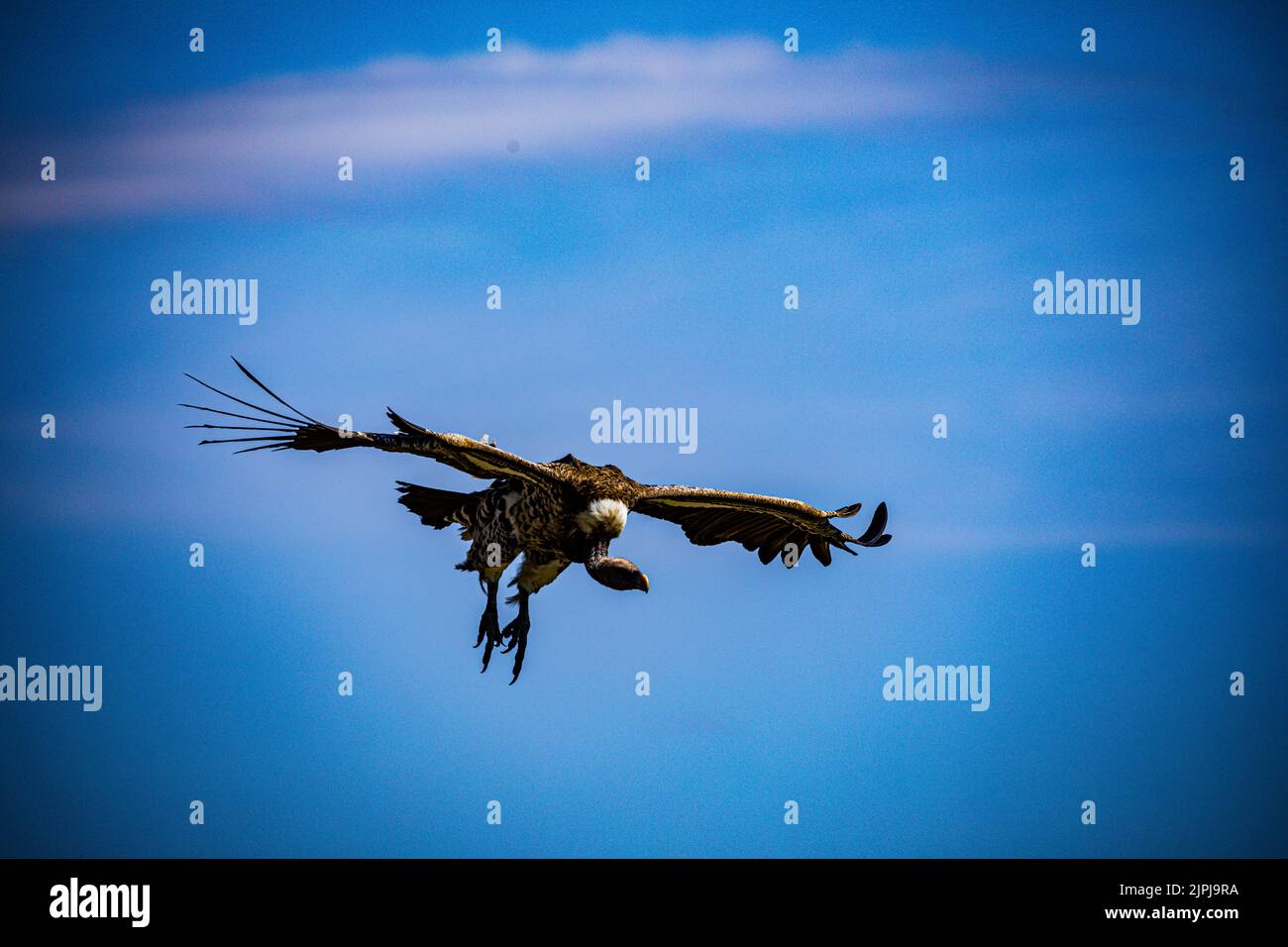 A vulture is a bird of prey that scavenges on carrion. There are 23 ...