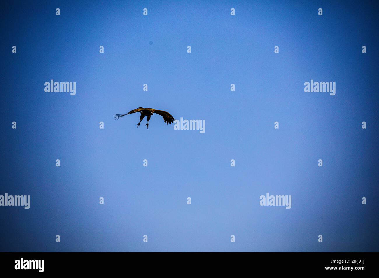 A vulture is a bird of prey that scavenges on carrion. There are 23 ...