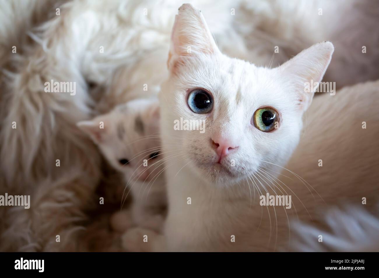 Mother cat and baby cats Stock Photo - Alamy