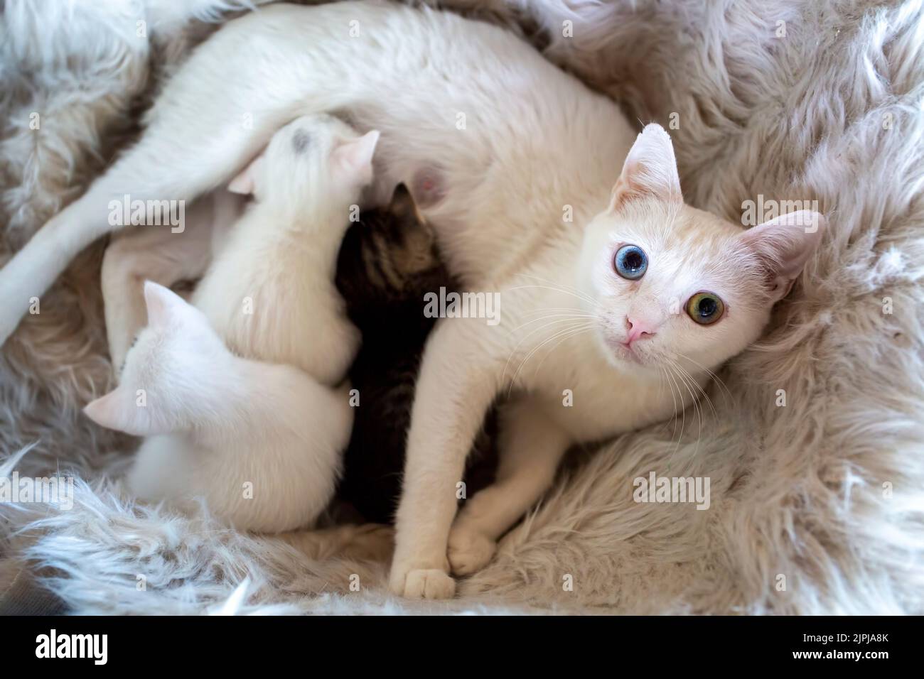 Mother cat and baby cats Stock Photo - Alamy