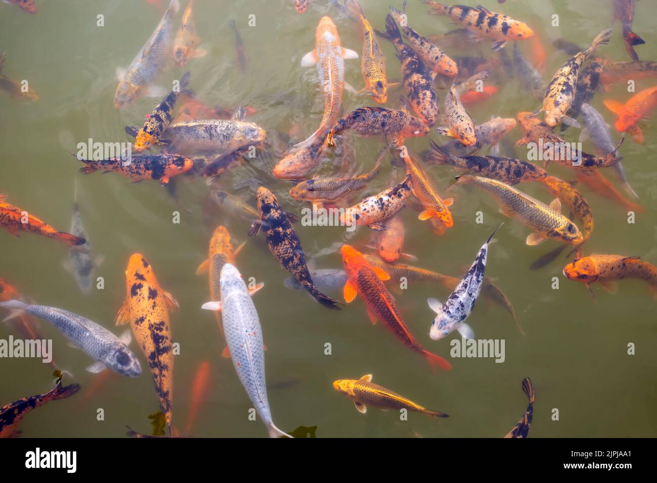 Goldfish swimming in the pool Stock Photo - Alamy