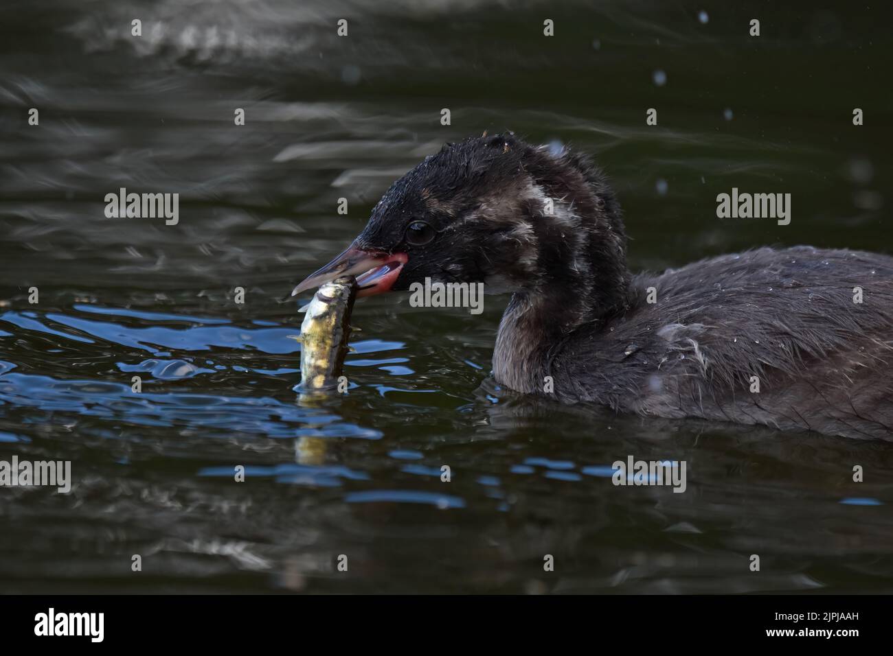 Baby Sticklebacks