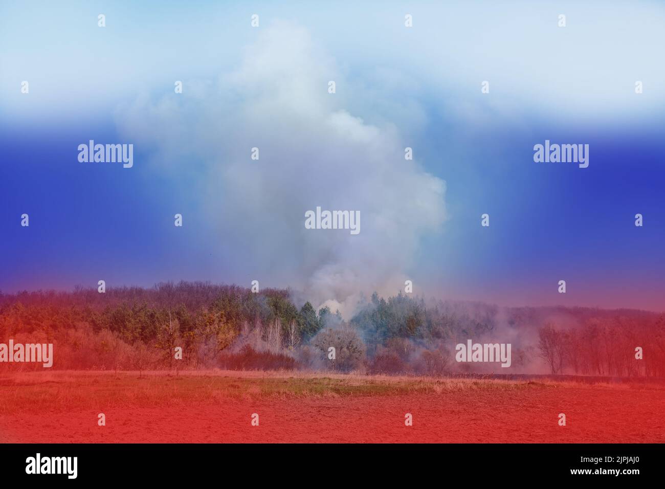 Cotton in Russia. War and explosion in the forest. Burning carried on ...