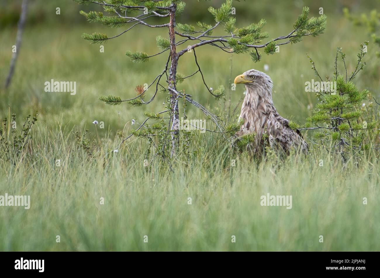 White-tailed eagle (Haliaeetus albicilla) in a marshy clearing on the ...