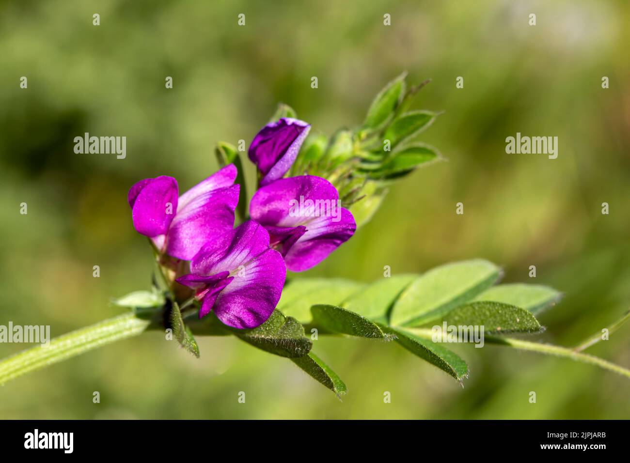 Wild flower; Scientific name; vicia sepium Stock Photo - Alamy