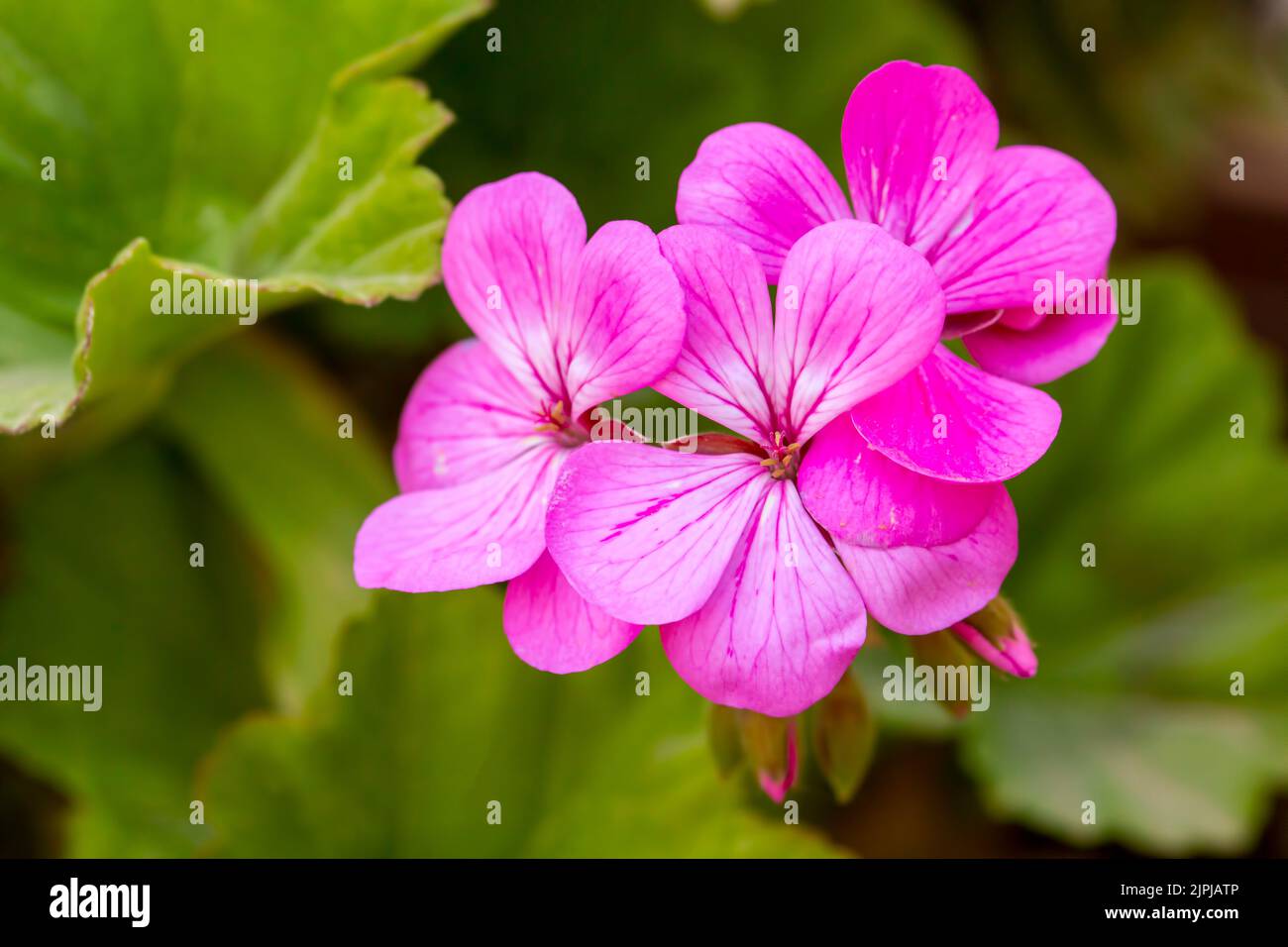 Pink geranium in the garden Stock Photo - Alamy