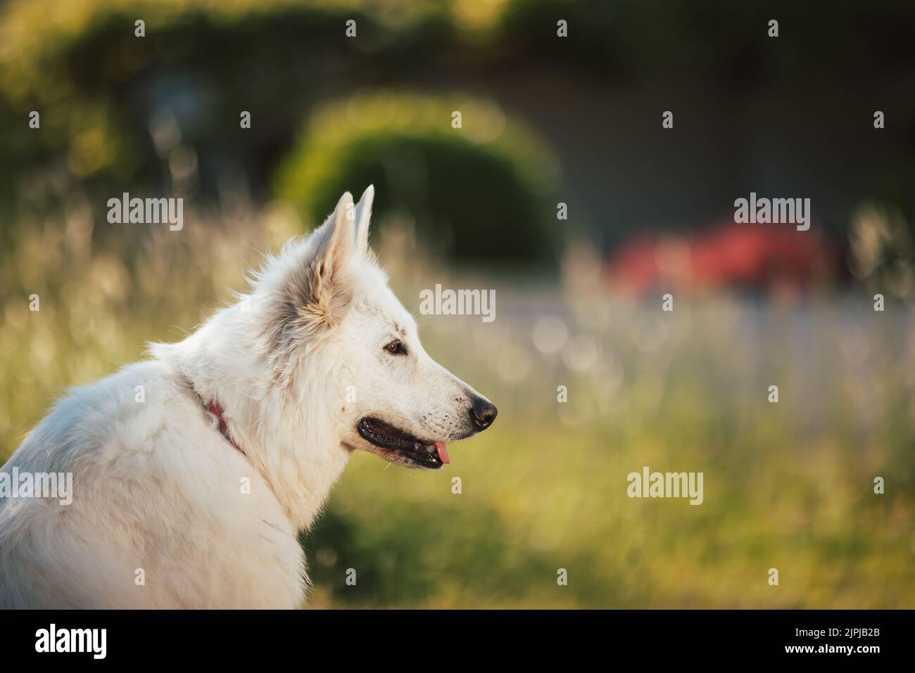 White Swiss Shepherd portrait in nature at beautiful sunset Stock Photo ...