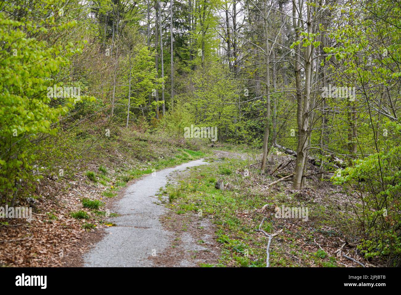 A small trail in a forest Stock Photo - Alamy