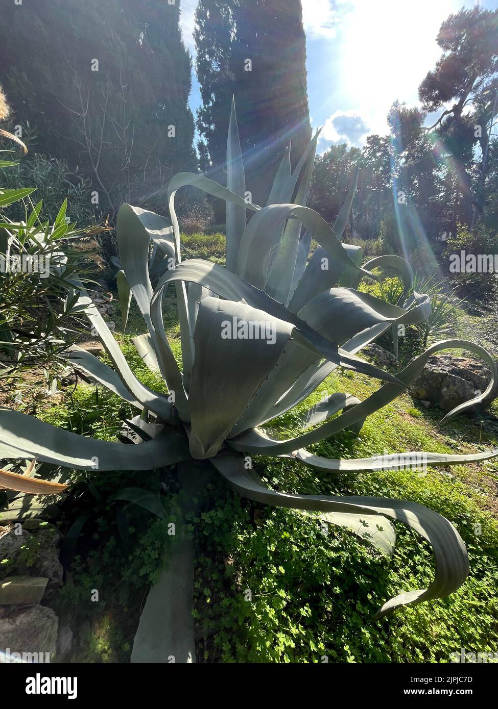 Very large blue agave plant in Italy Stock Photo - Alamy