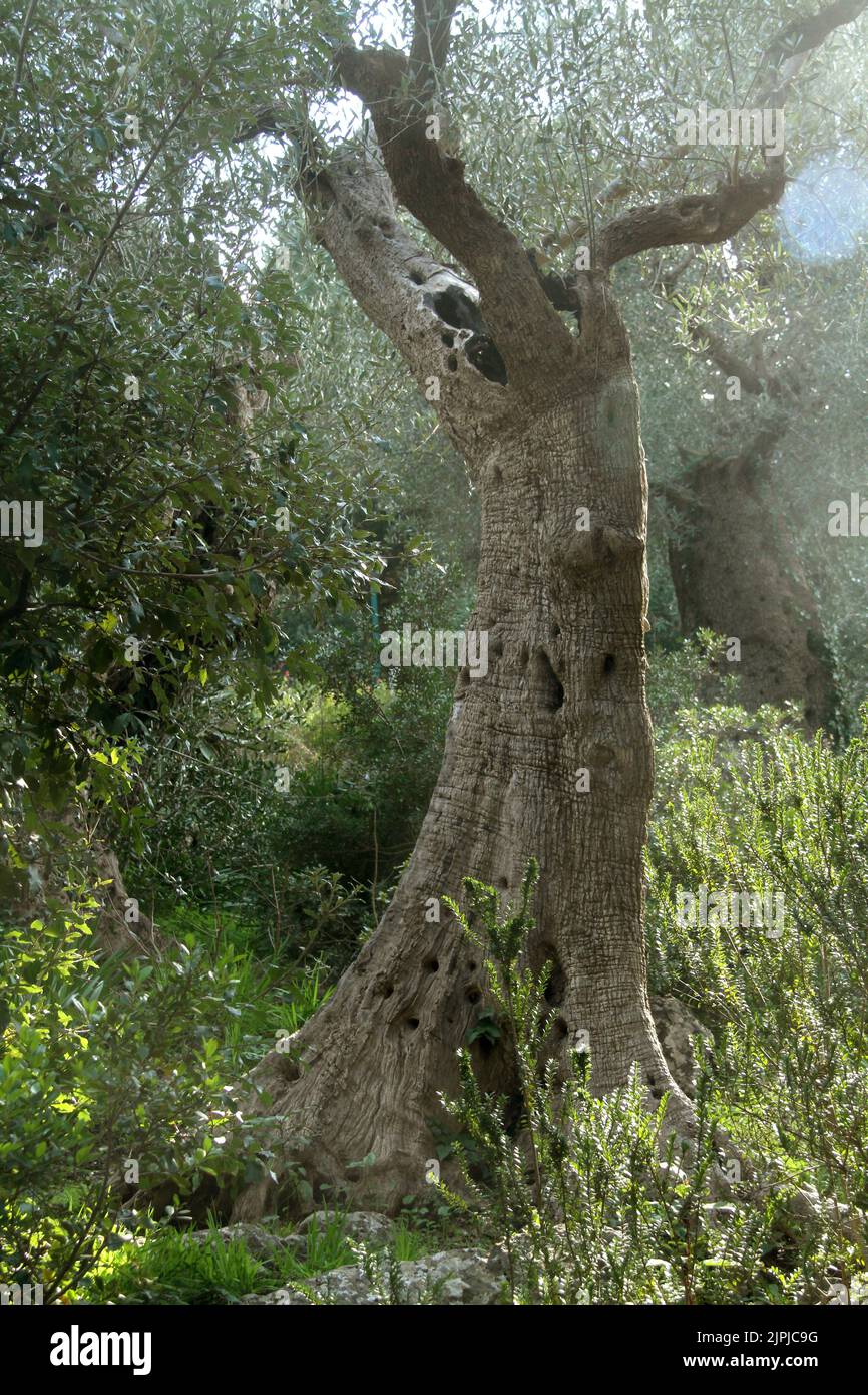 Olive tree in Puglia, Italy Stock Photo - Alamy