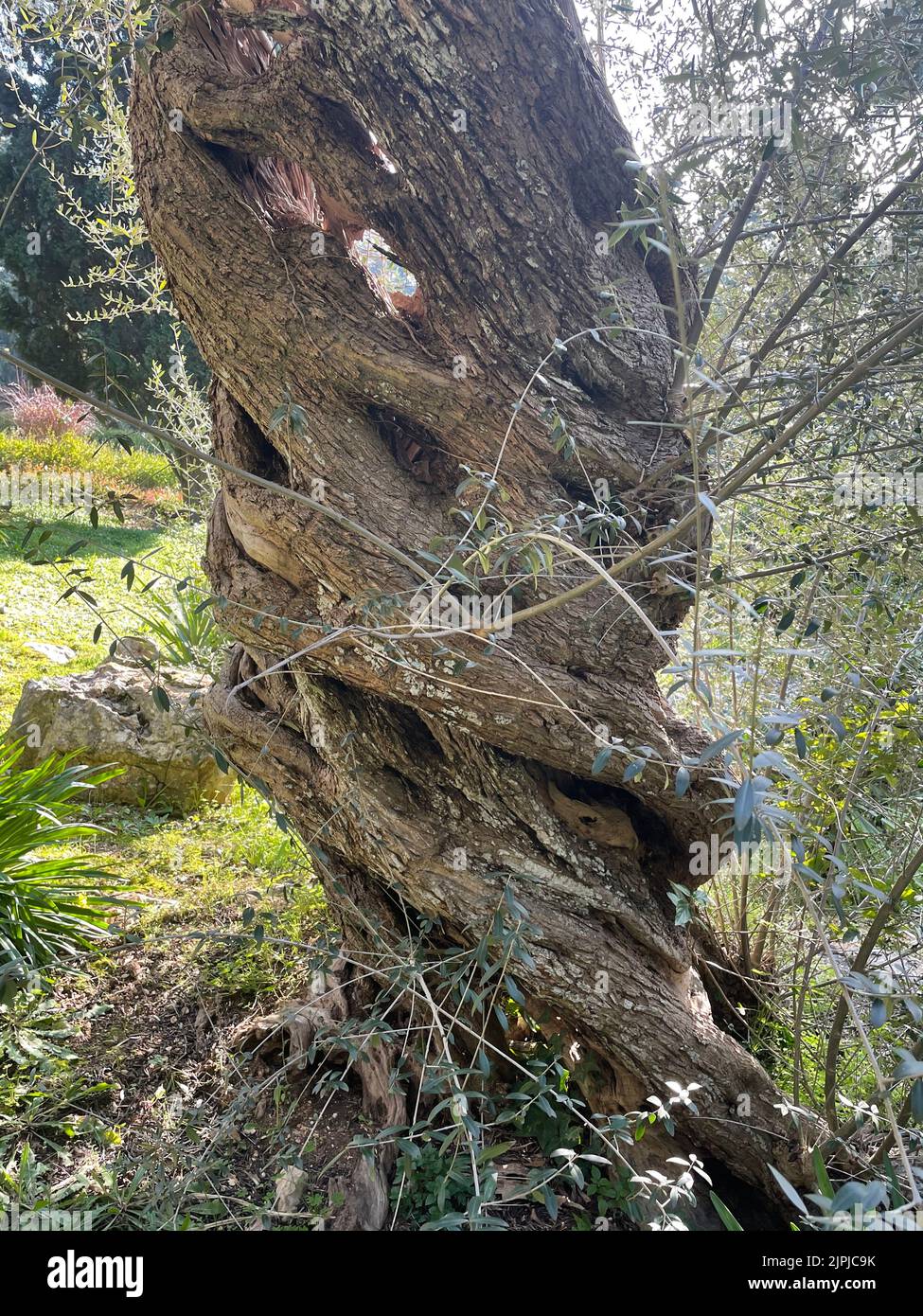 Twisted hollow trunk of an olive tree in Puglia, Italy Stock Photo - Alamy
