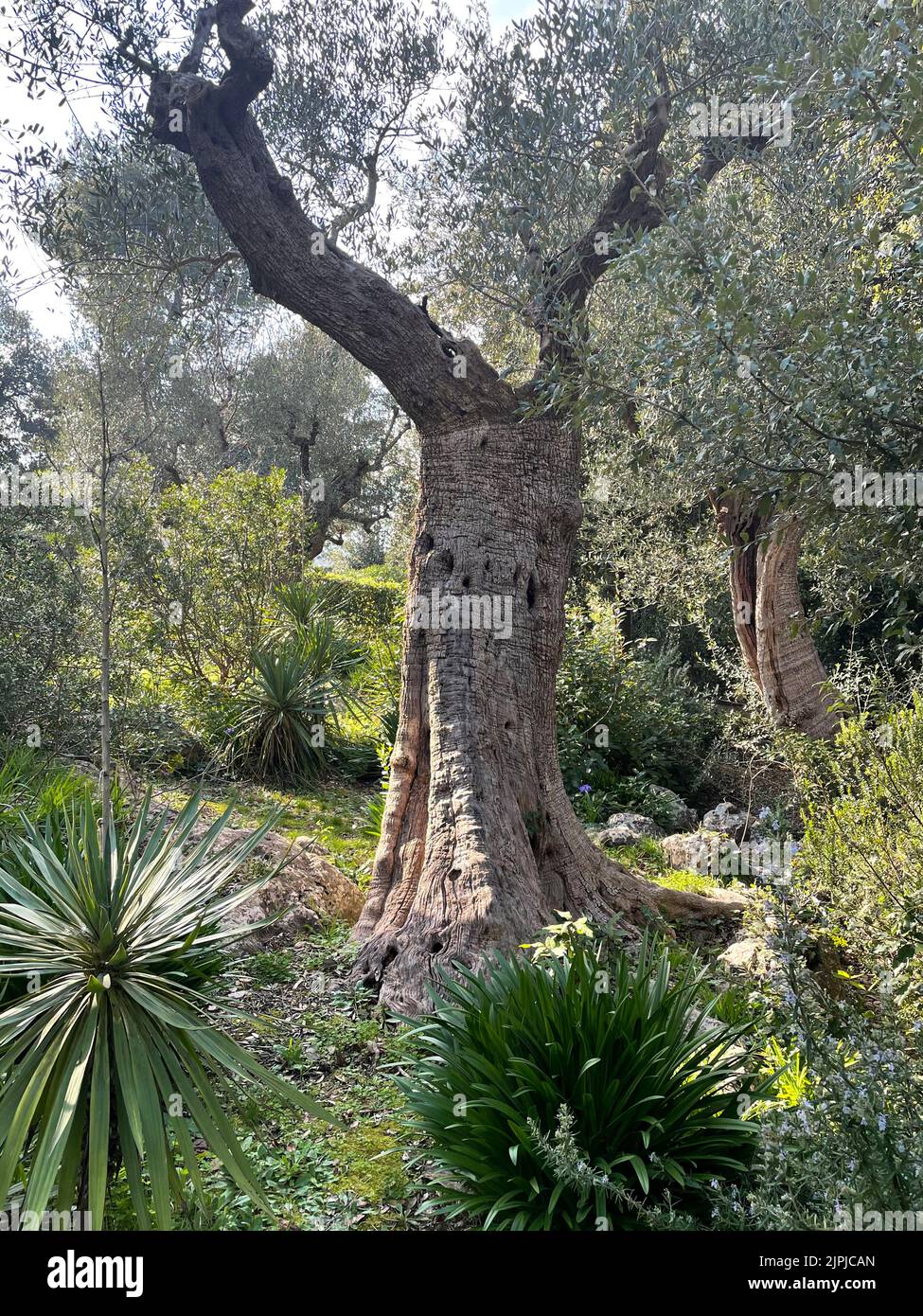 Olive tree in Puglia, Italy Stock Photo - Alamy