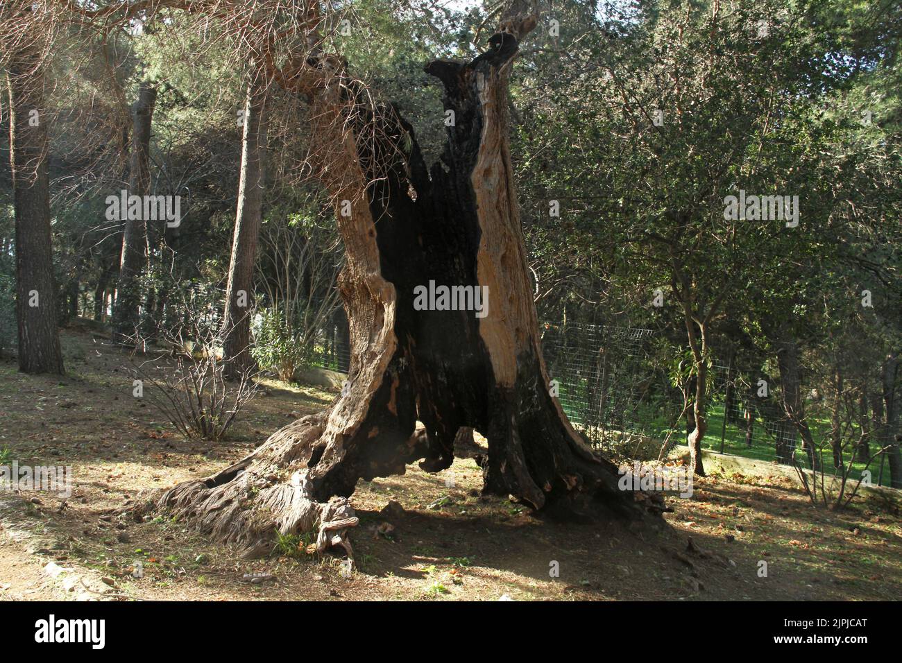 Hollow trunk of tree hi-res stock photography and images - Alamy