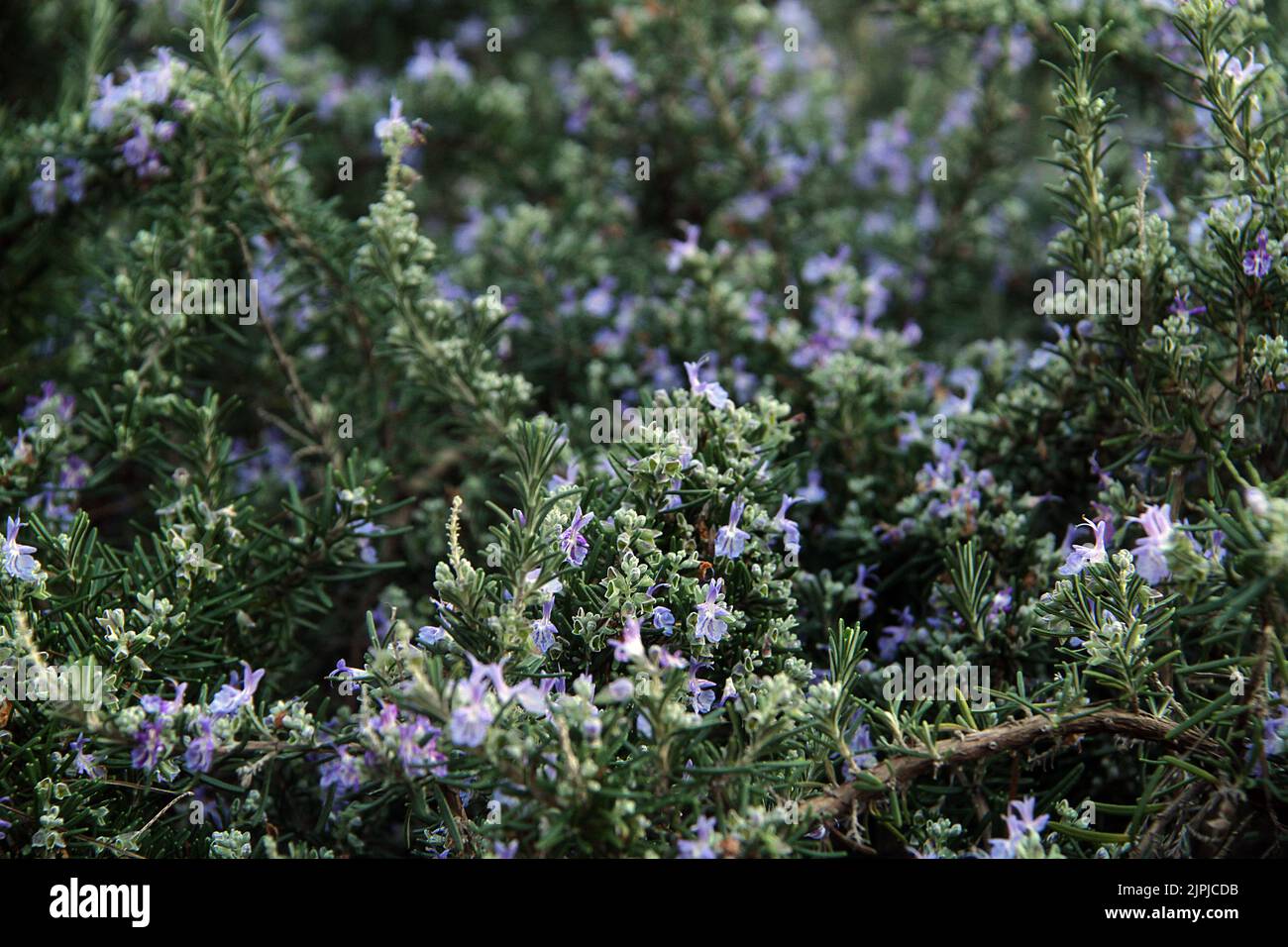 Close-up of a rosemary shrub in bloom Stock Photo - Alamy