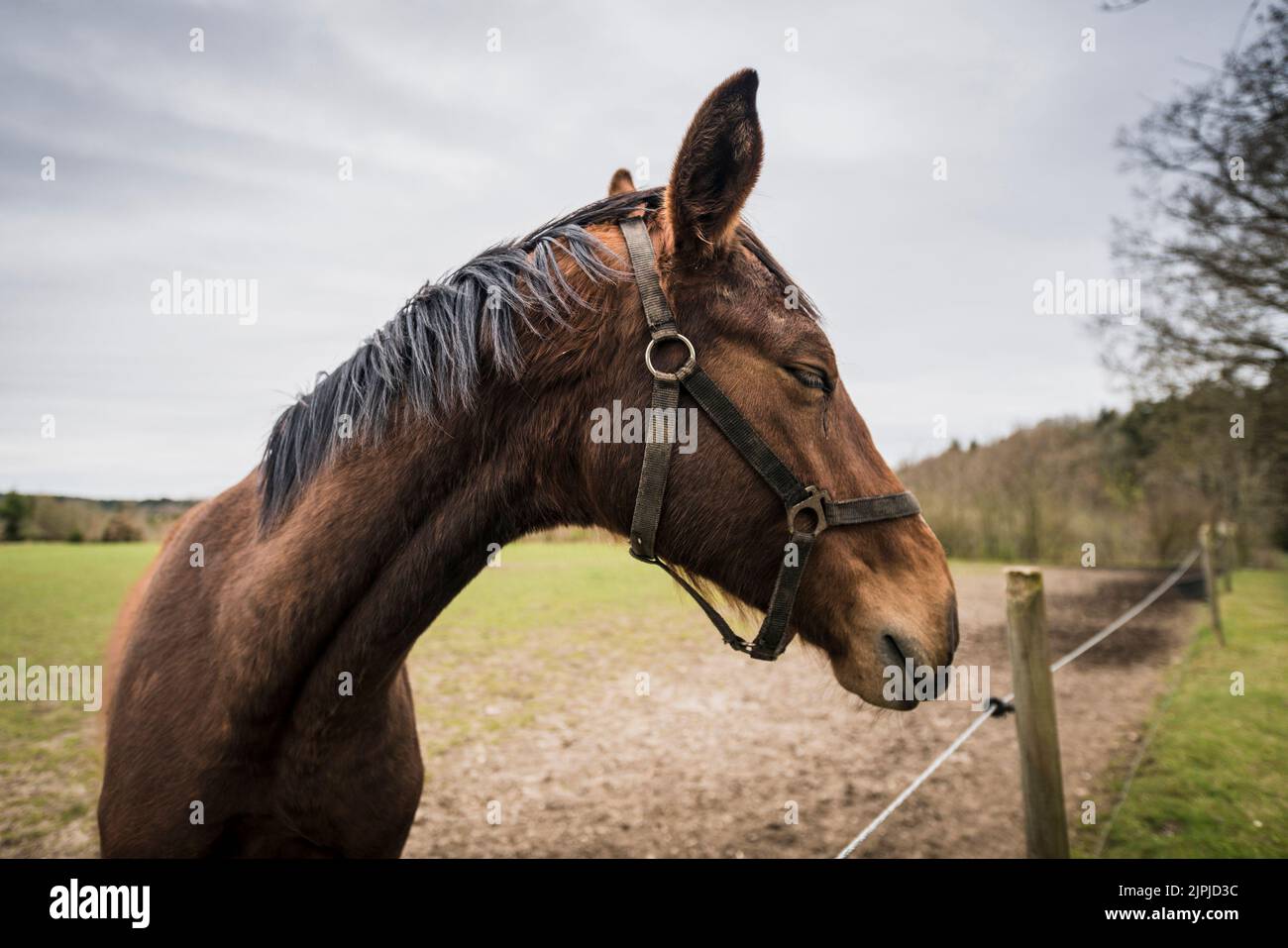 horse, paddock, horses, paddocks Stock Photo - Alamy