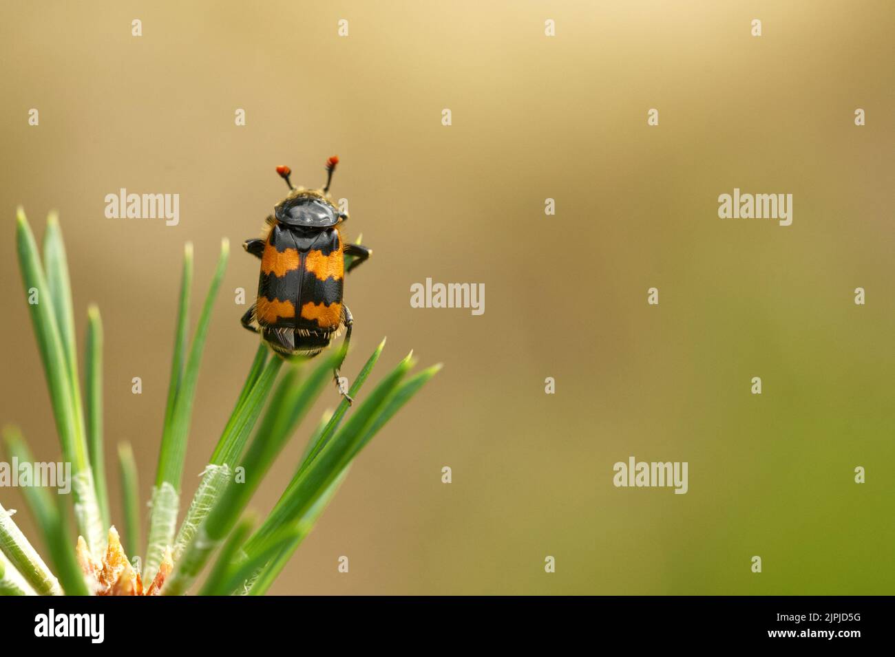 bug, nicrophorus vespillo, aaskäfer, bugs Stock Photo - Alamy