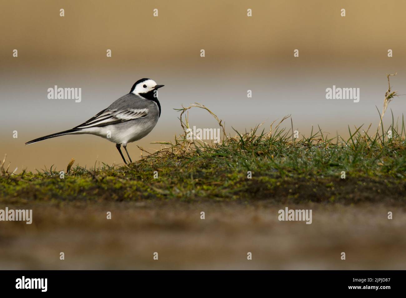 white wagtail, vögel, motacilla alba, wagtails Stock Photo - Alamy