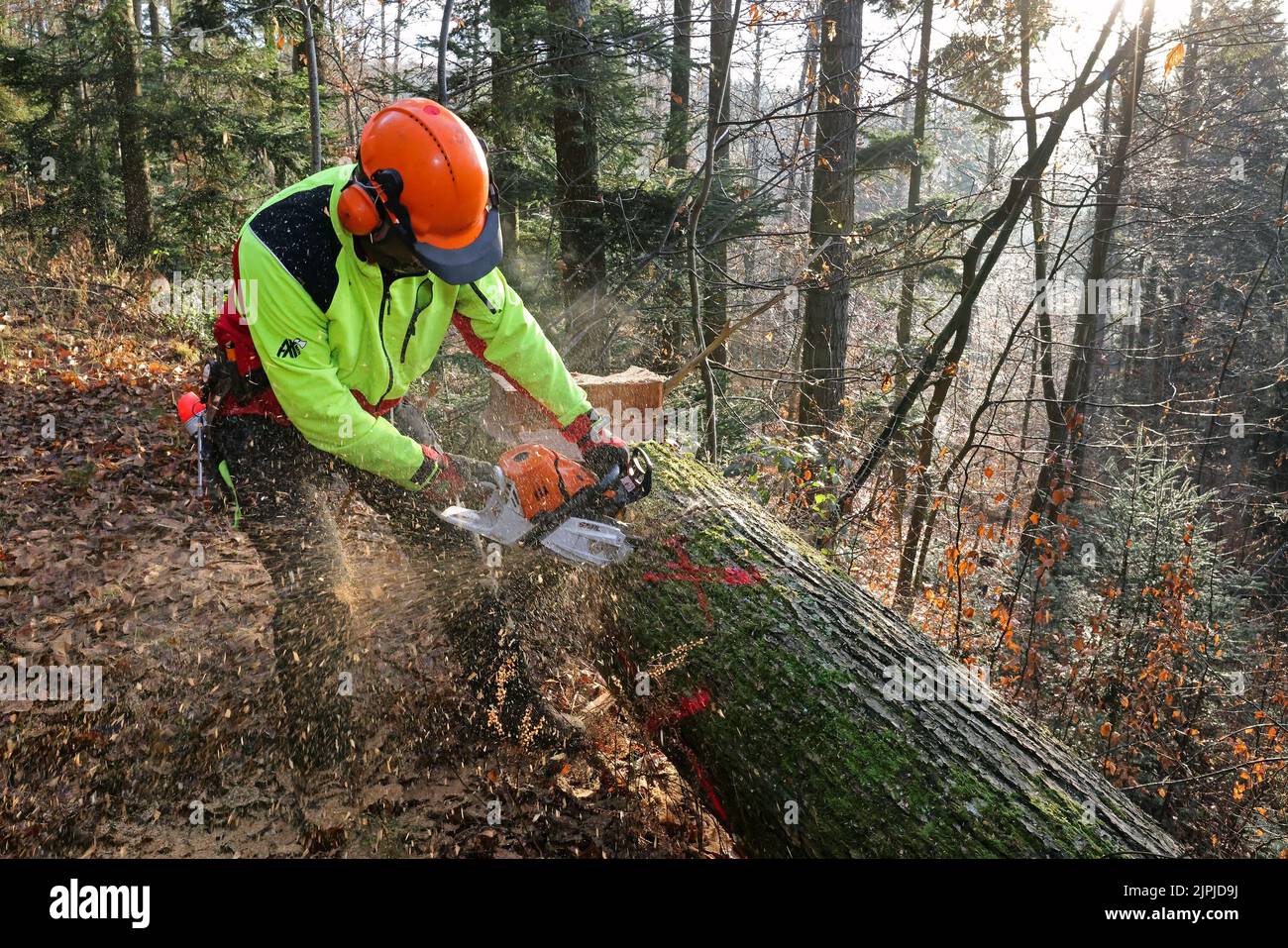 Chainsaw workers hi-res stock photography and images - Alamy