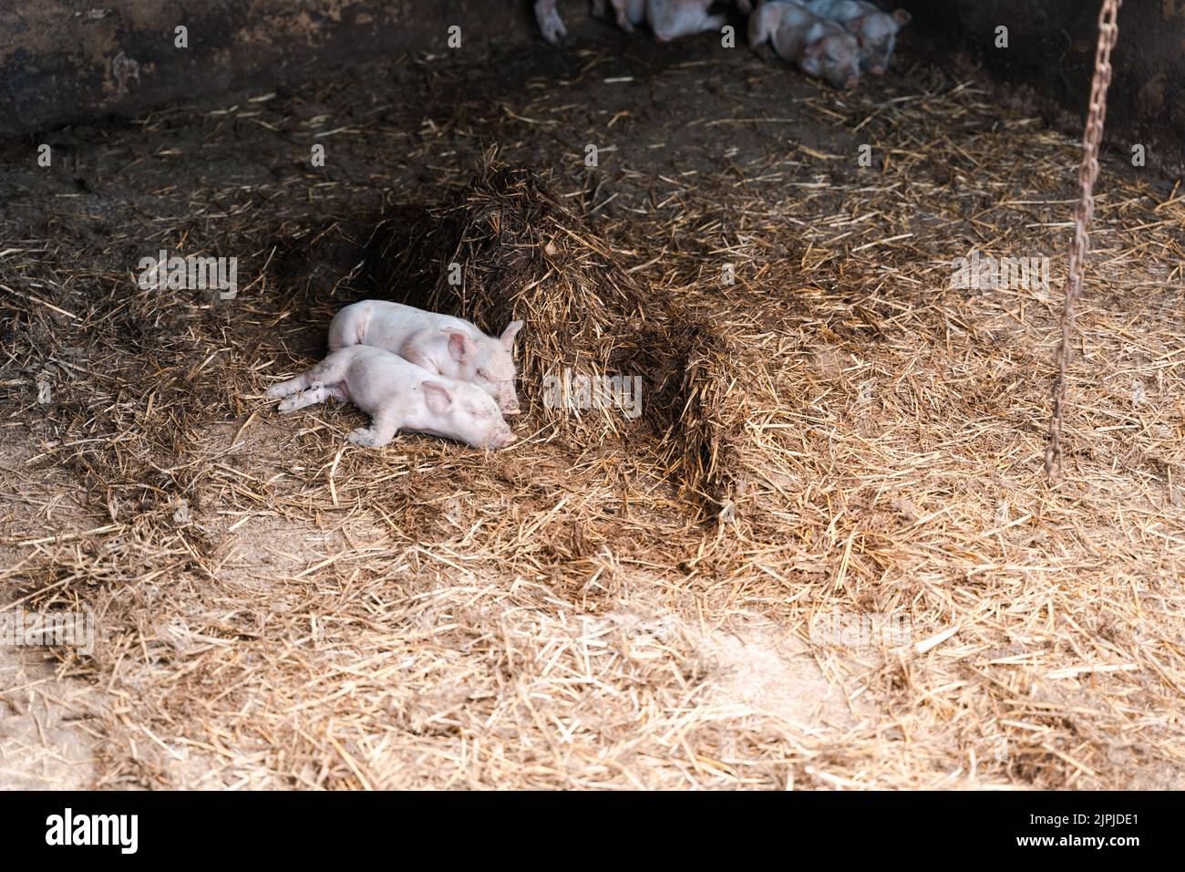 Freshly born baby pigs at a farm Stock Photo - Alamy
