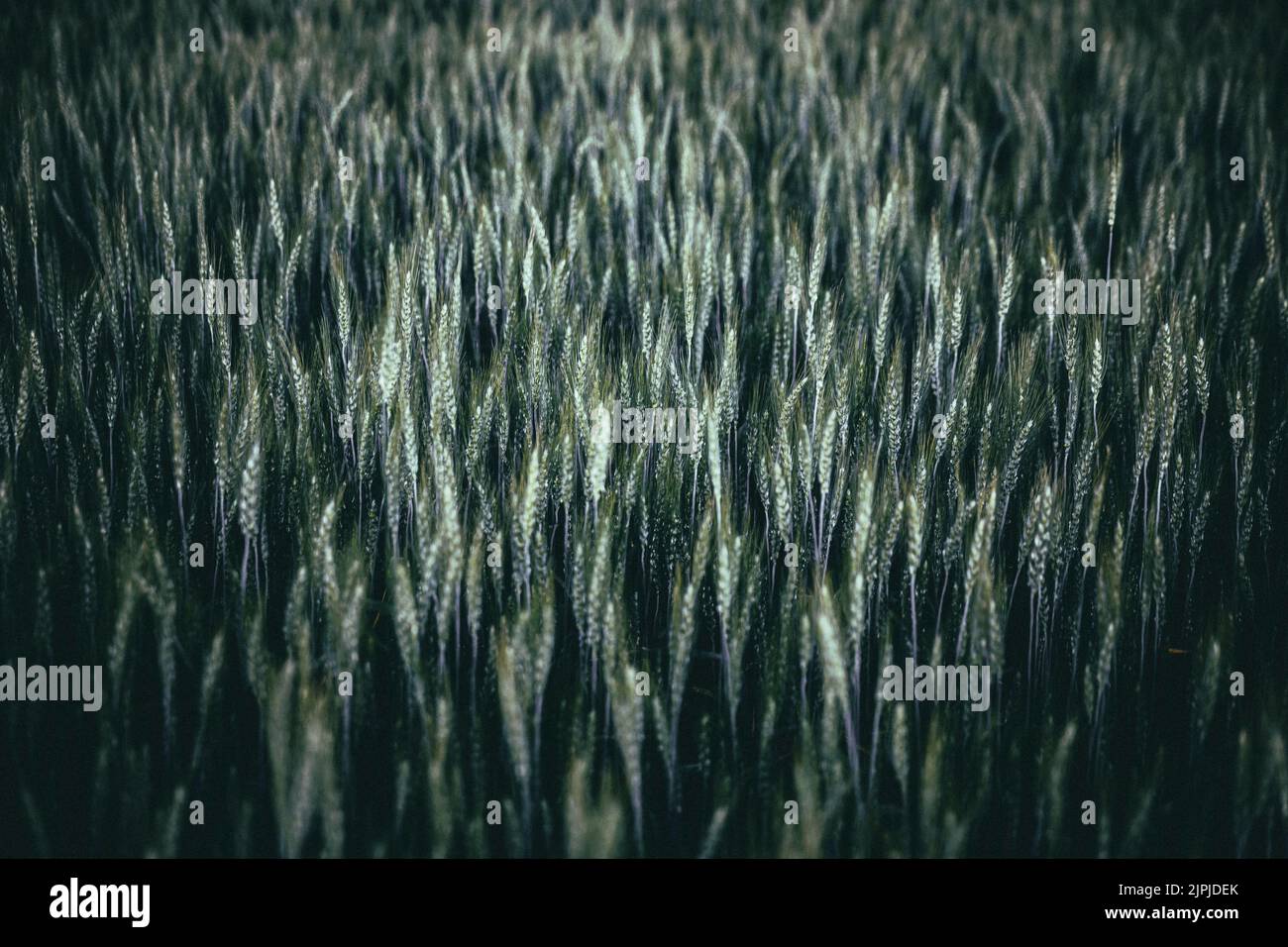 Wheat field, Palouse, Eastern Washington Stock Photo - Alamy