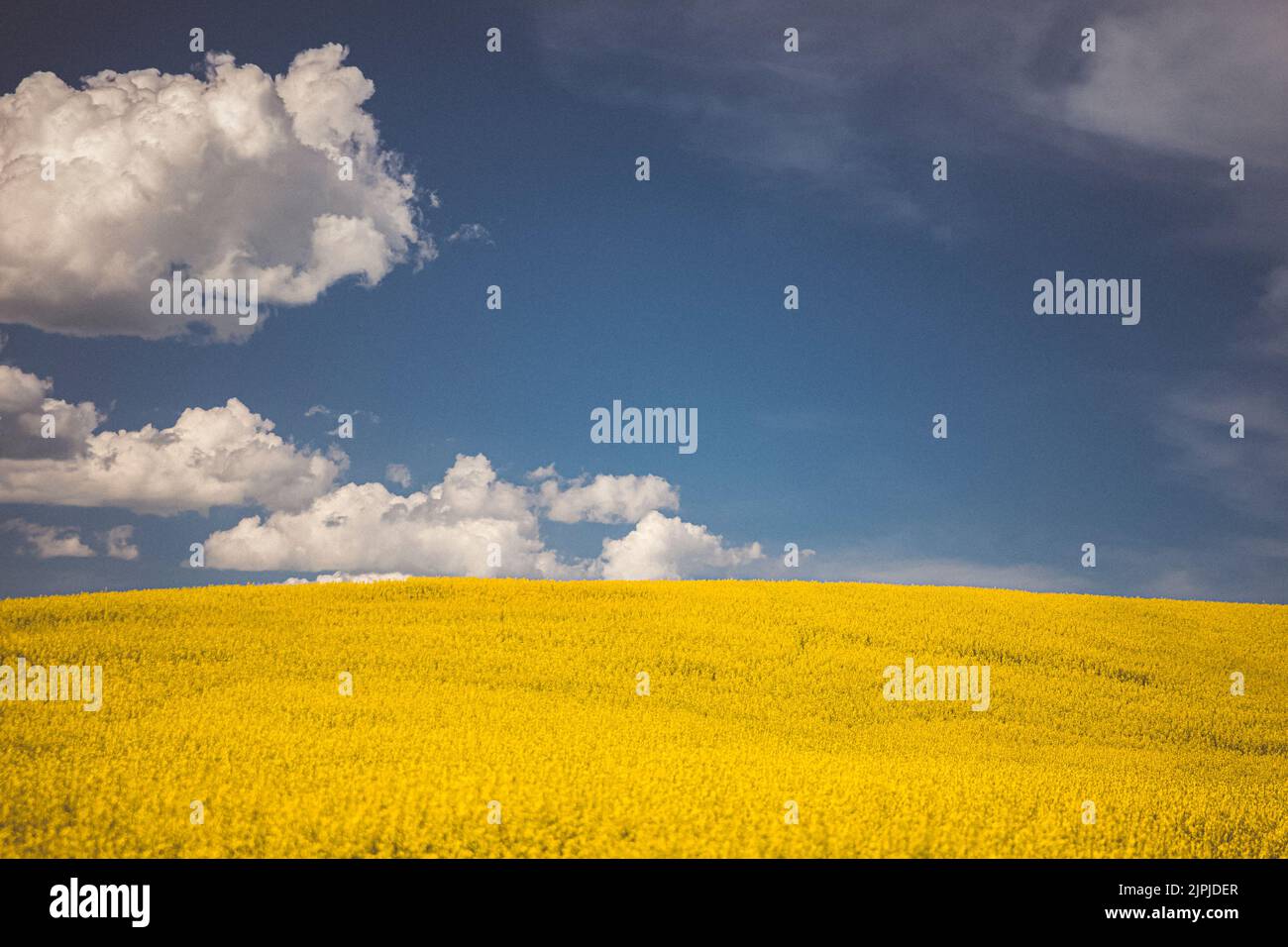 Canola field, Palouse, Eastern Washington Stock Photo - Alamy