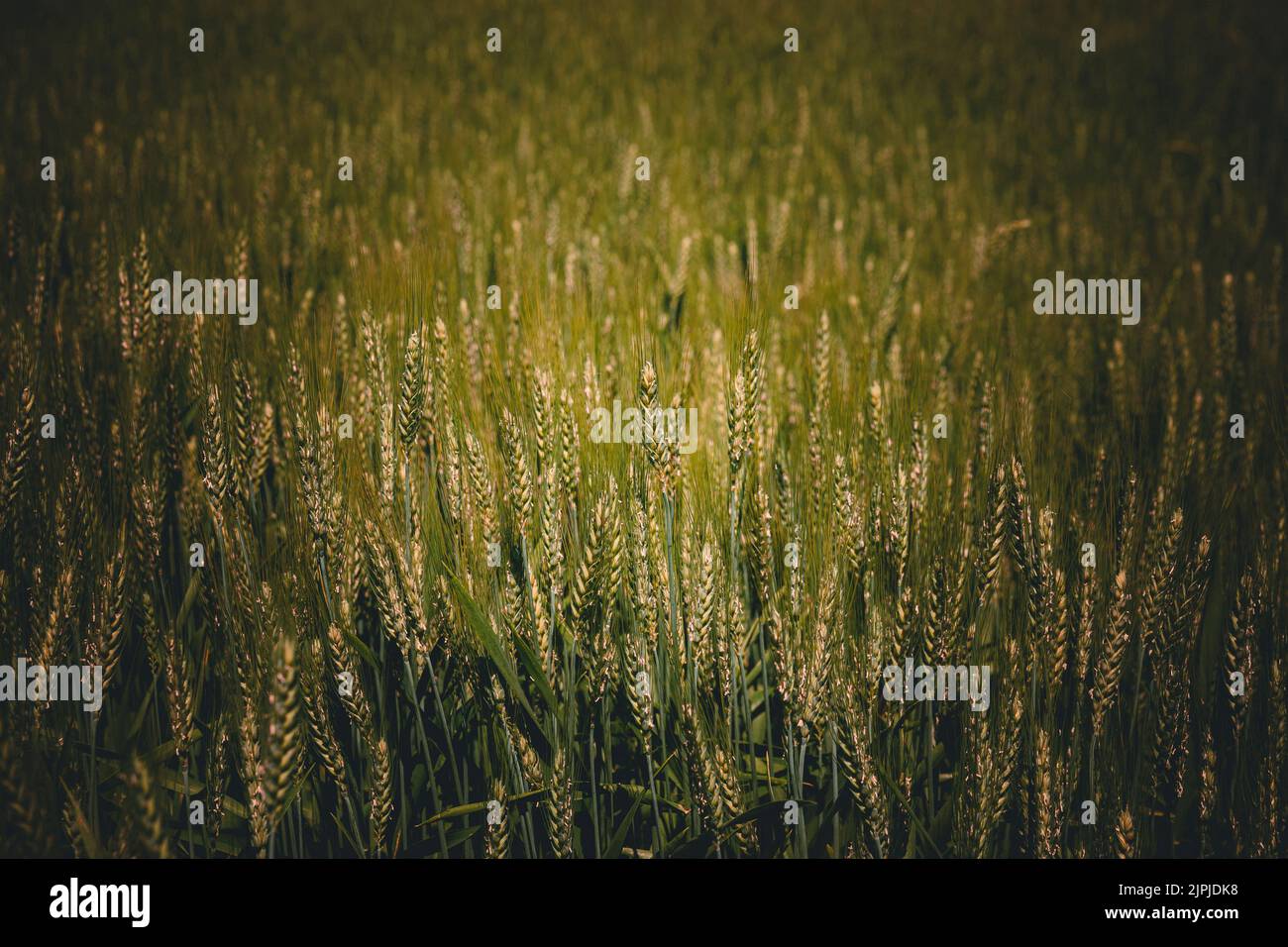 Wheat field, Palouse, Eastern Washington Stock Photo - Alamy