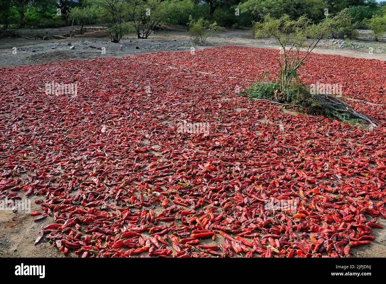 drying, chili, plantation, dry, dryings, plantations Stock Photo - Alamy