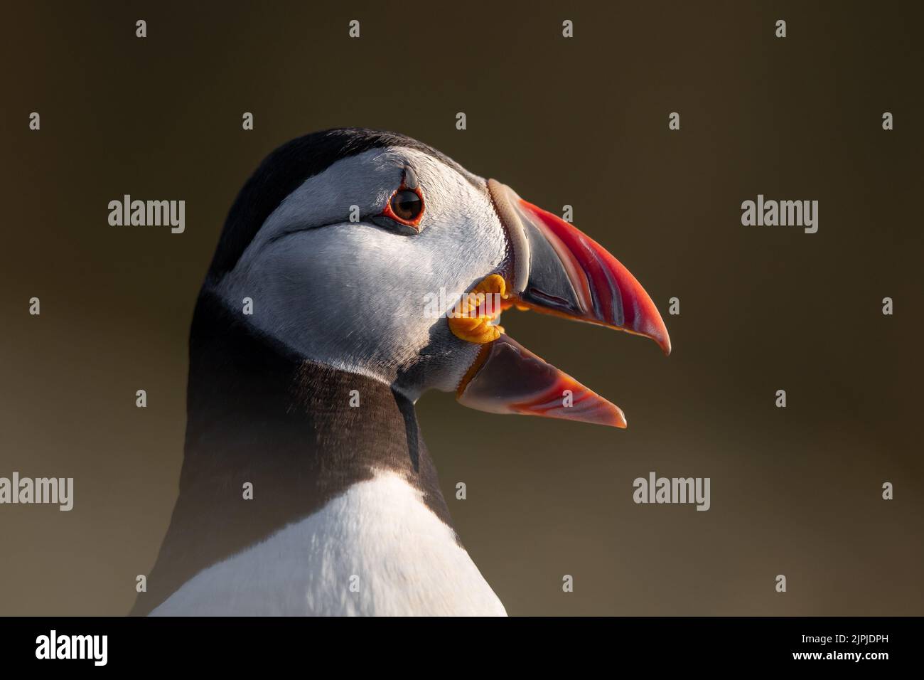 Portrait of an Atlantic Puffin (Fratercula arctica) calling with beak ...