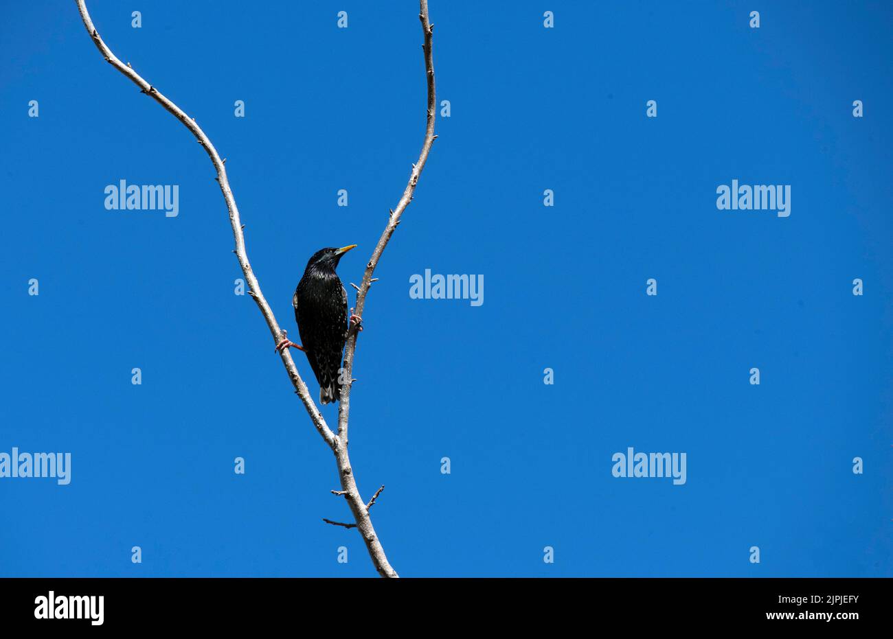 An Australian Common Starling (Sturnus vulgaris) perched on the branch ...
