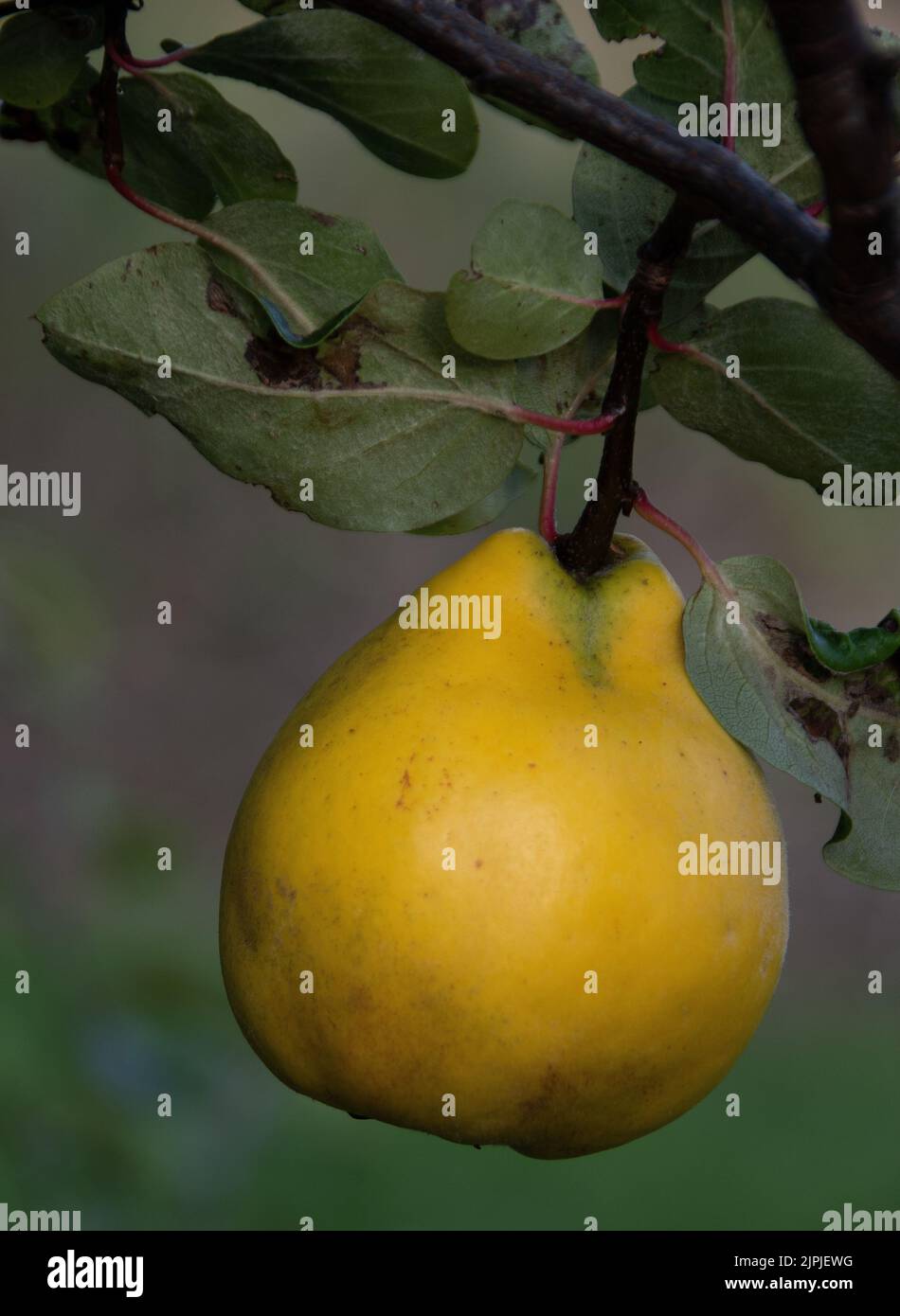 Common blight hi-res stock photography and images - Alamy