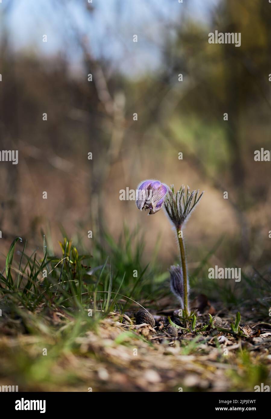 A vertical shot of a small pasque flower in a forest in daylight Stock ...