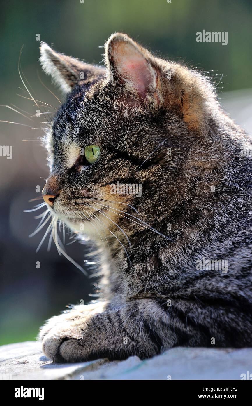 cat, animal, outdoor, cat, animal, outdoor, wild,animals, cat, ear ...