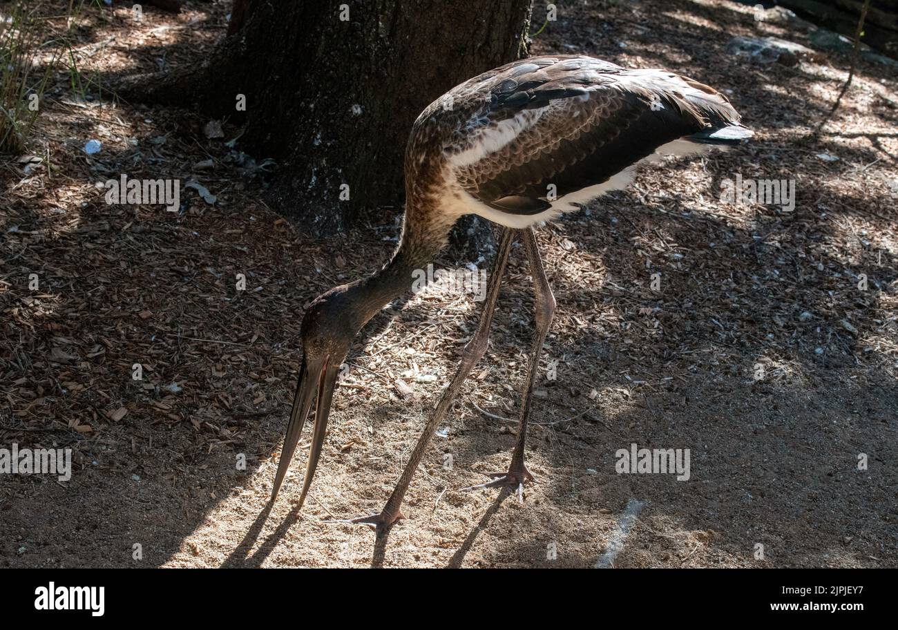 Australian stork hi-res stock photography and images - Alamy