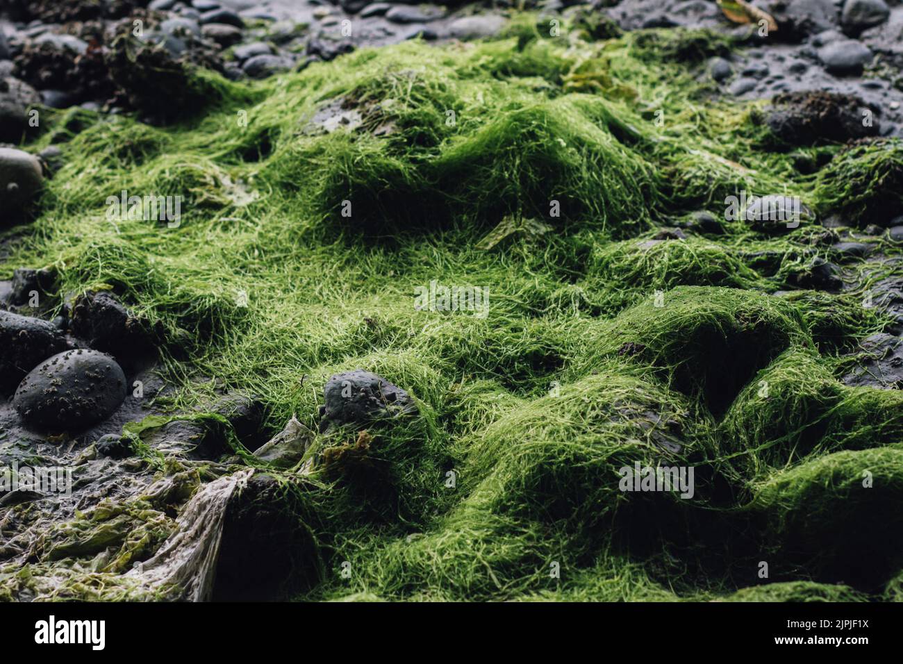 bright green seaweed-covered rocks on beach Stock Photo - Alamy