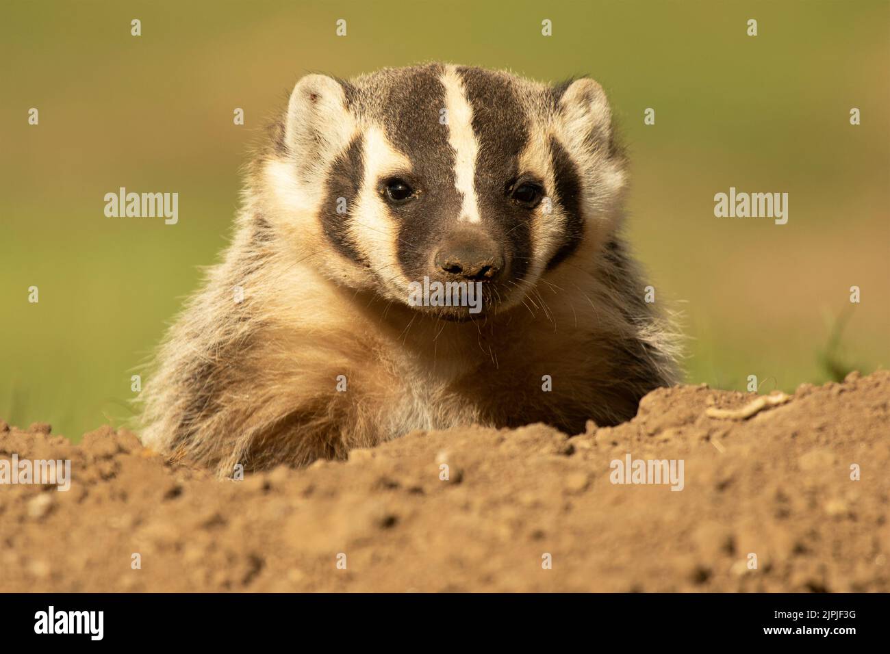 An American Badger giving a cautious look at its den Stock Photo - Alamy