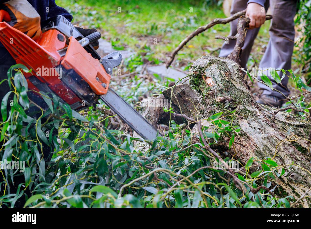 deforestation, chainsaw, fell timber, deforestations, chainsaws, fell ...
