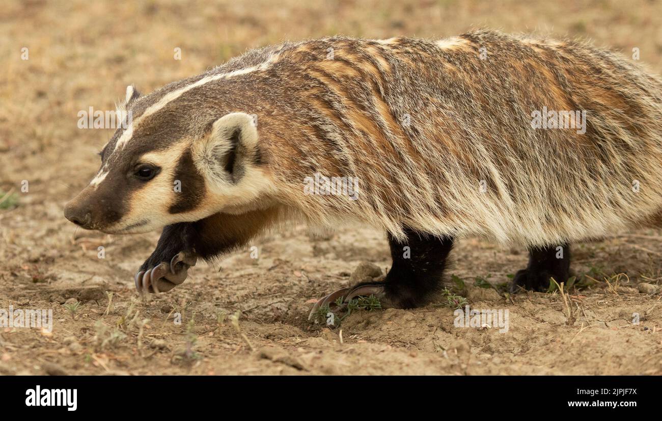 An American Badger walking through a meadow Stock Photo - Alamy