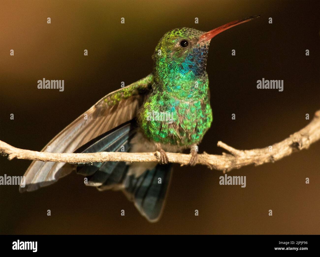 Endangered hummingbird hi-res stock photography and images - Alamy