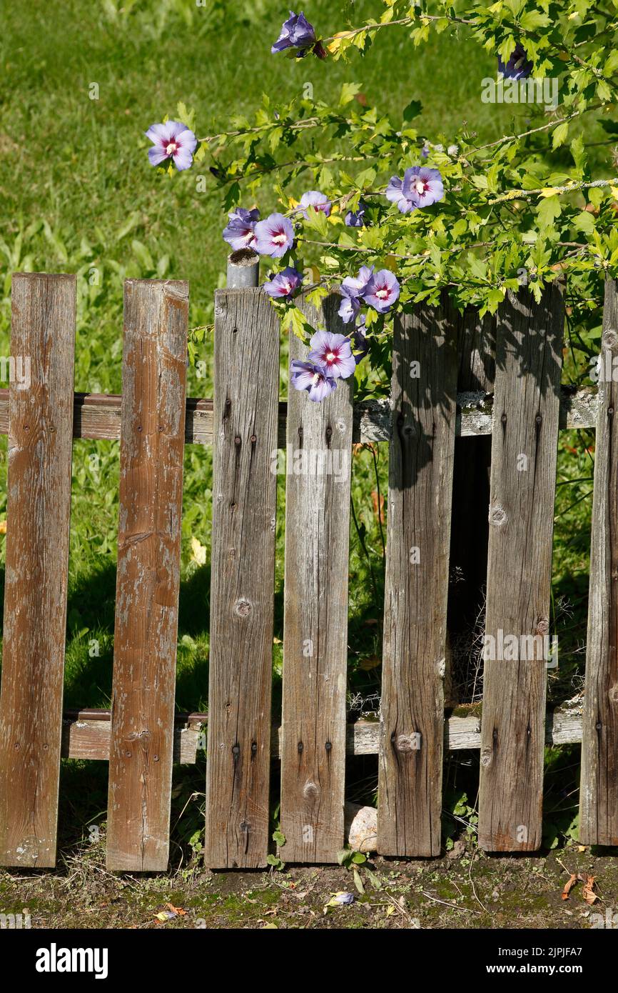 hibiscus, garden fence, plant, fences Stock Photo - Alamy