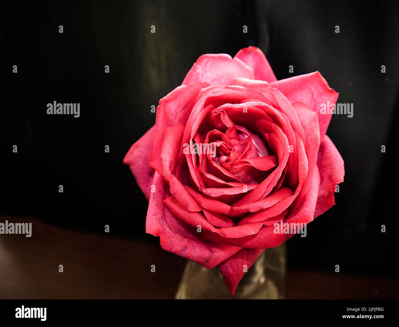 Large Red Cabbage Rose in a garden in Burnley Lancashire Stock Photo ...