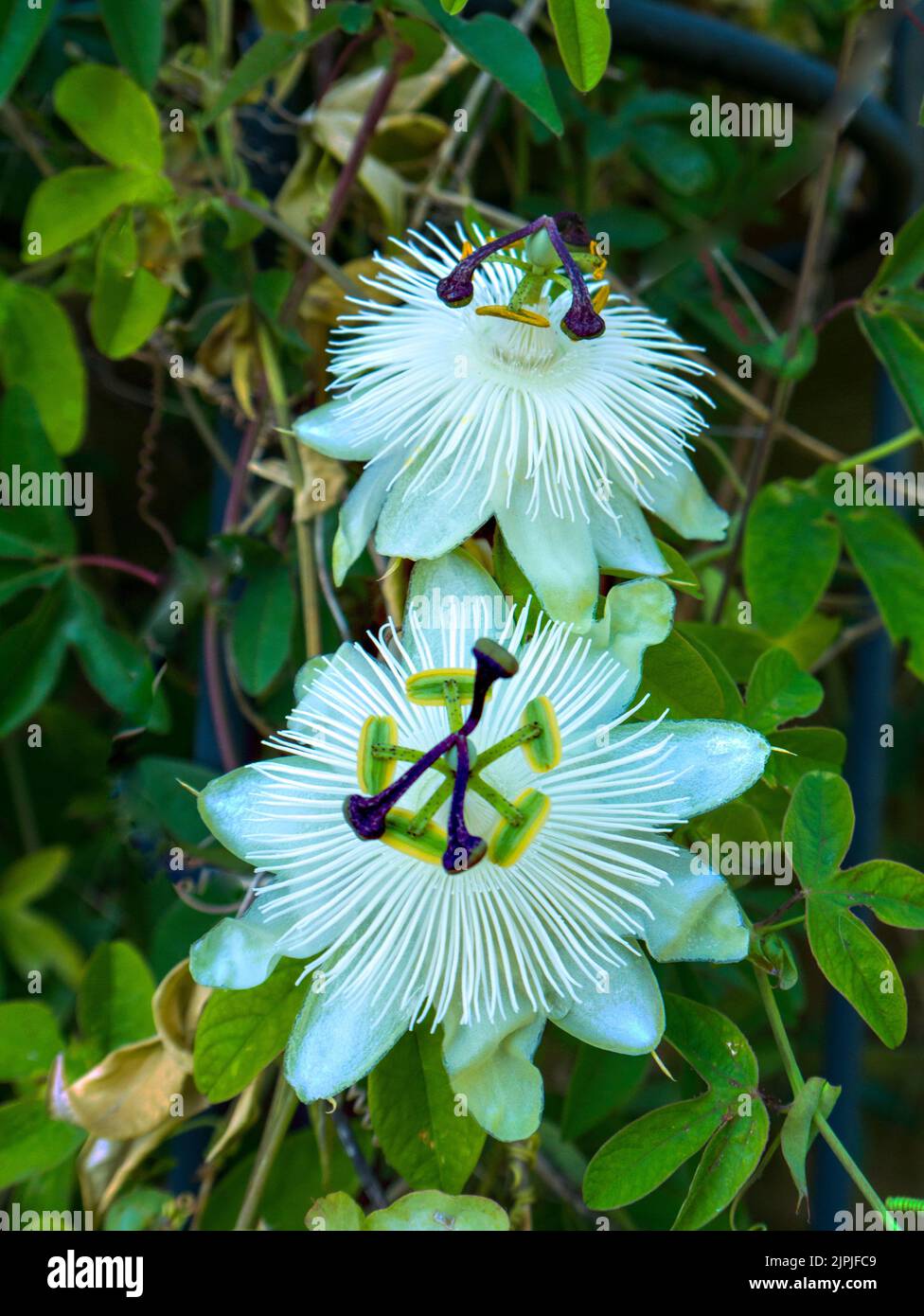 White wedding passionflower in my Burnley garden in Lancashire England ...
