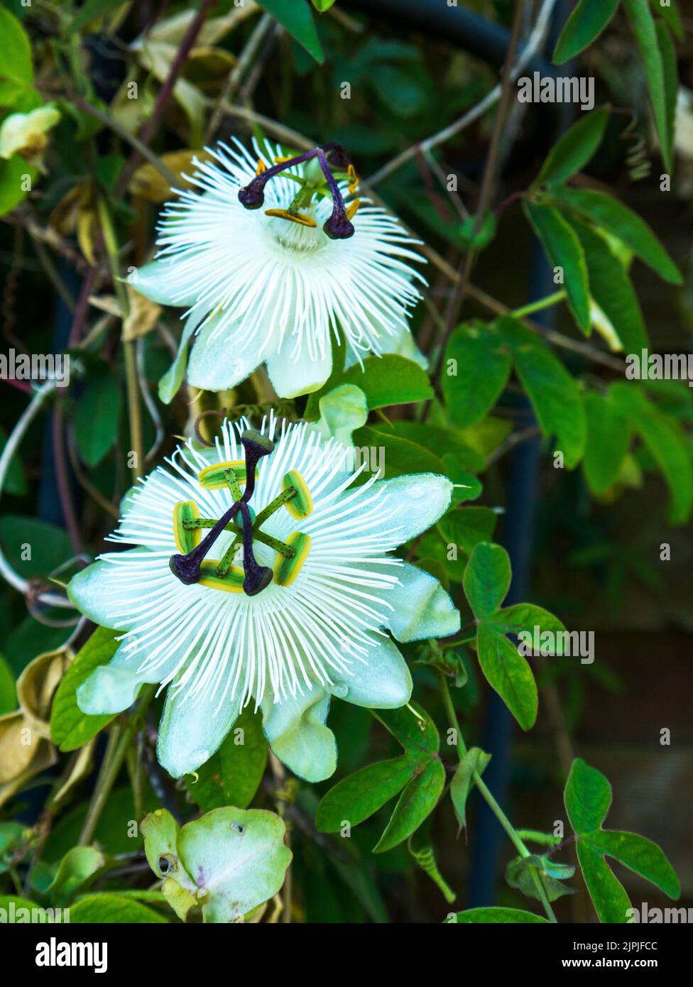 White wedding passionflower in my Burnley garden in Lancashire England ...