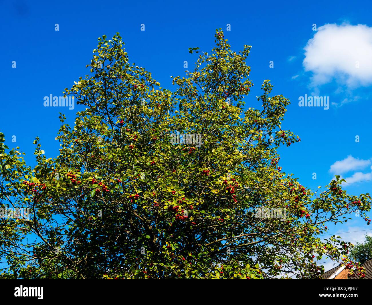 Sometimes berries hi-res stock photography and images - Alamy
