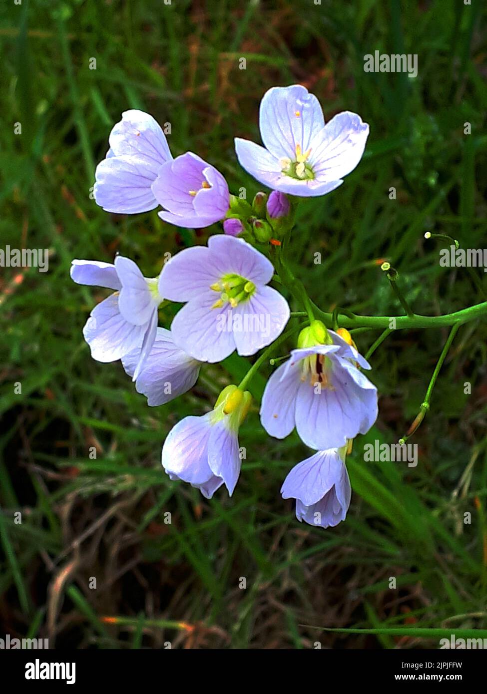 Mayflowers are known as Lady's Smock, Cardamine pratenis or Cuckoo flowers. The pretty lilac ...