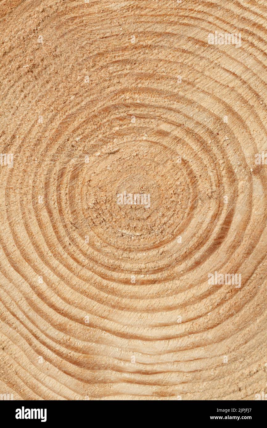 tree trunk, structure, tree ring, trunks, structures Stock Photo - Alamy