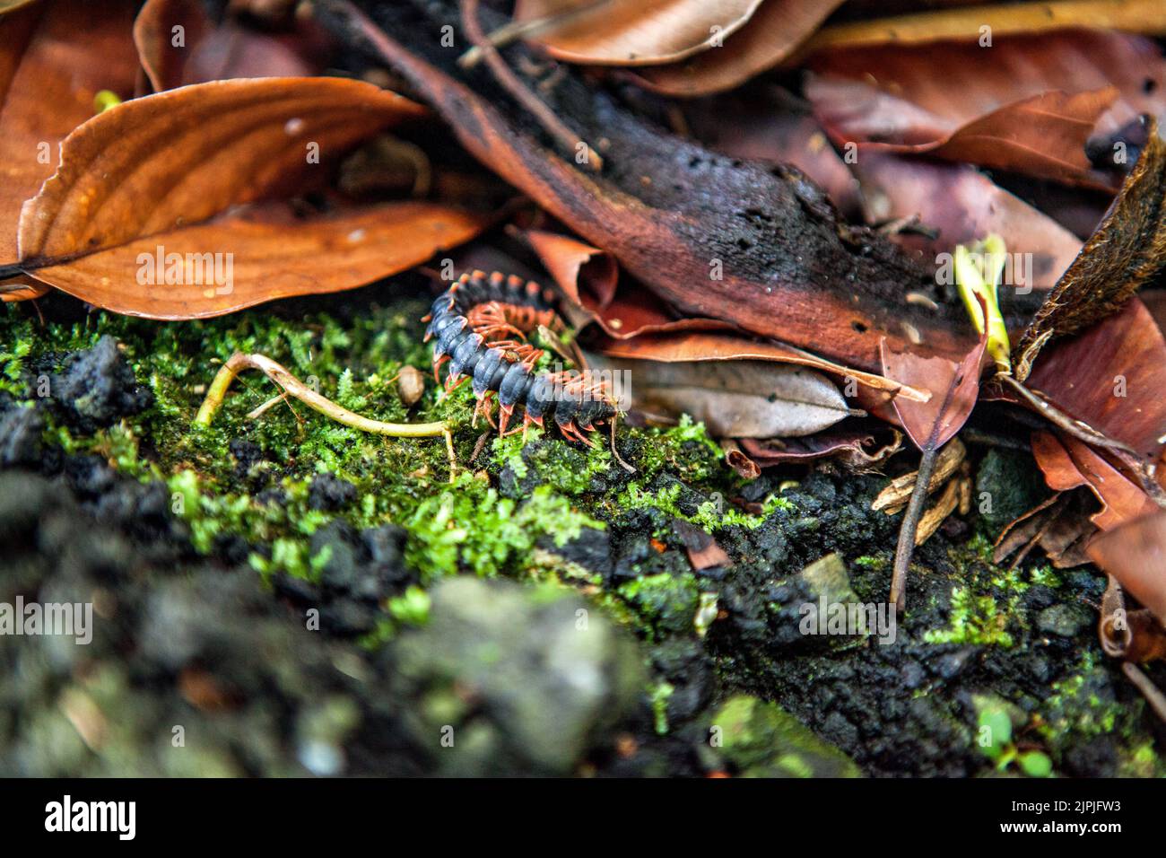 Asian millipedes hi-res stock photography and images - Alamy